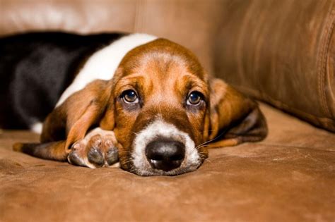 4 Razones Por Las Que Un Basset Hound Se Lame O Muerde Las Patas Con