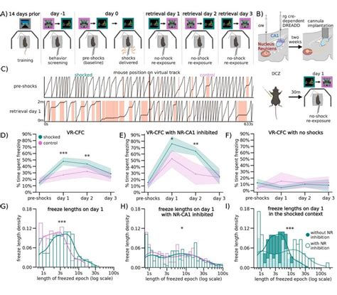 Nucleus Reuniens Ca1 Pathway Inhibition During Memory Retrieval Download Scientific Diagram