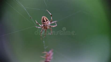 Spider Is Preying On Grasshopper Selective Focus Stock Footage Video Of Caught Danger 352468172