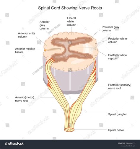 Section Spinal Cord Showing Nerve Roots Stock Vector Royalty Free 2536330775 Shutterstock
