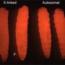 Open Highlights Sex Chromosomes Do It Differently PLOS Collections
