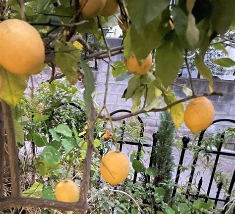 レモンの旬は 今日もお家で