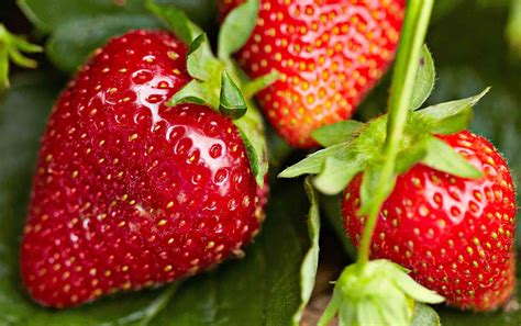 Here S How To Pick Or Grow The Sweetest Strawberries Possible