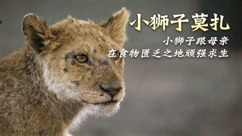 小狮子跟母亲 在食物匮乏之地顽强求生 YouTube