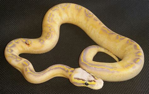 Highway Pastel Calico Ballpython