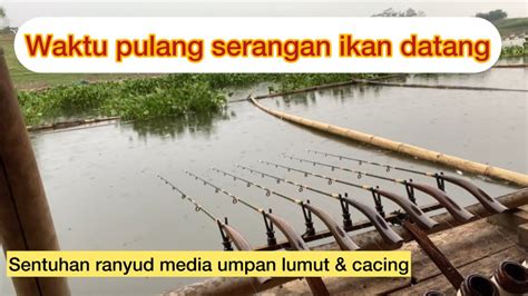 Serangan Ikan Datang Di Waktu Mau Pulang Bikin Penasaran Mancing