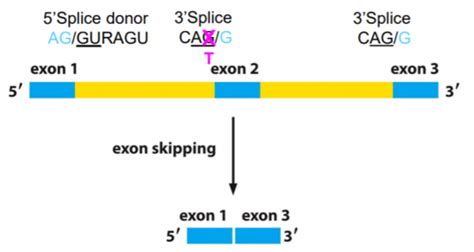 Biol Lecture 06 Flashcards Quizlet