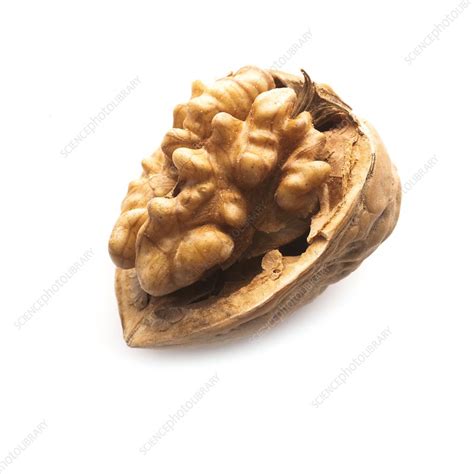 Walnut Half In A Shell Stock Image F0122476 Science Photo Library