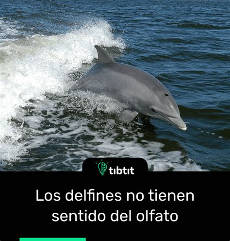 Sabías que Los delfines no tienen sentido del olfato Curiosidades Datos curiosos Los