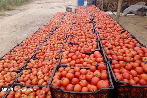 محصولات کشاورزی استان بوشهر شناسنامه‌دار می‌شوند خبرگزاری مهر اخبار