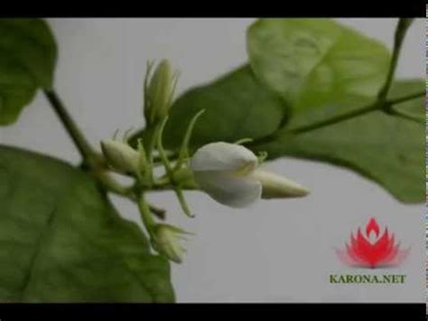 Жасмин «Самбак» - YouTube