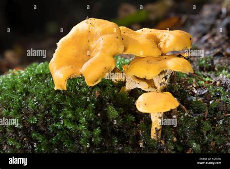 Echter Pfifferling Pfifferling Eierschwamm Eierschw Mmchen Cantharellus Cibarius