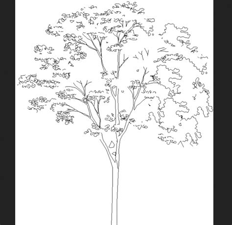 Tree Plan Of Deciduous Detailing Dwg File
