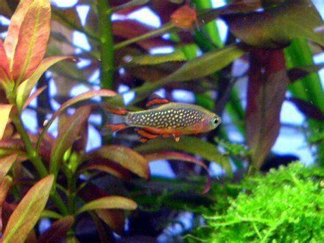 Celestial Pearl Danio School Size How Many To Keep Together Aqulator