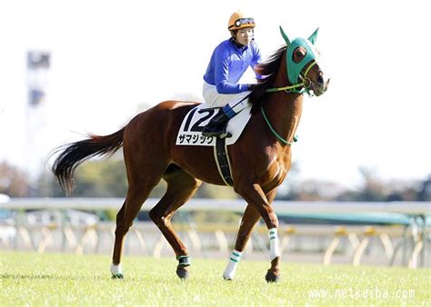 ザマジック The Magic 競走馬データ Netkeiba