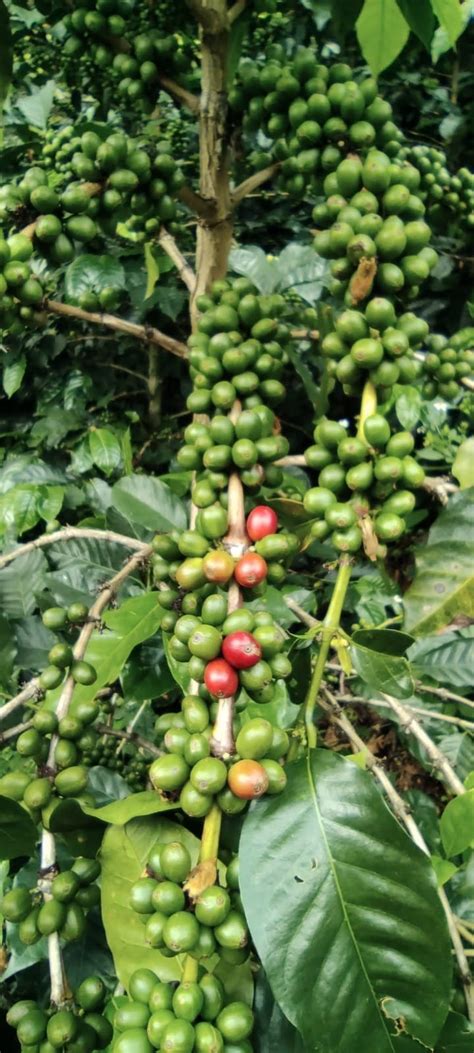 Windows 11 Not Accepting File Names Over 260 Characters Itpro Helper