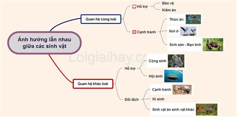 Trình bày mối quan hệ kiểu gen và kiểu hình cho ví dụ trong nông nghiệp