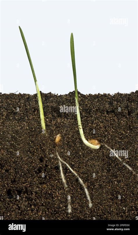 Wheat Seeds Germinating In A Glass Sided Container And Showing Root And