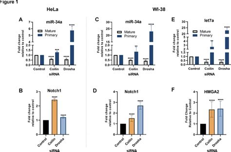 Coilin Knockdown Disrupts Mirna Biogenesis Quantitative Pcr Or Rt