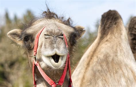 A Woman Was Forced To Bite A Camel In The Balls After Almost Being