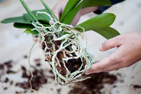 Orchid Care How To Look After Orchids Bbc Gardeners World Magazine