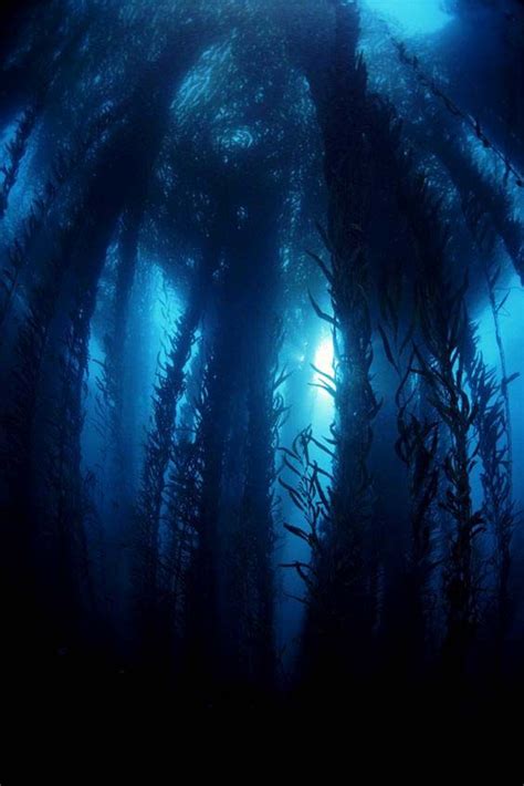 Pin By Candice Cousins On Aesthetic Underwater World Underwater