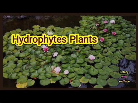 Hydrophytes Lotus