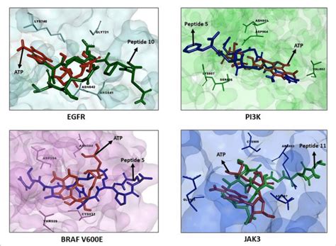 Peptides 10 5 And 11 Bind To The Atp Binding Pocket So That They Are