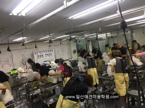 일산애견미용학원 최고의 모델견 네이버 블로그