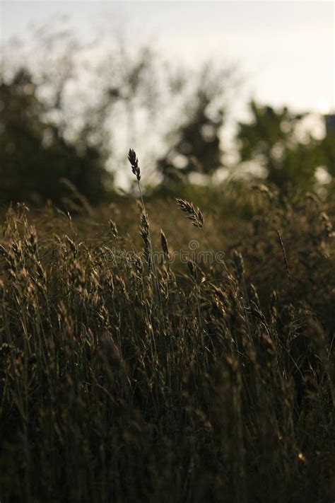 Spikelets In A Field At Sunset Grass Stock Image Image Of Sunset