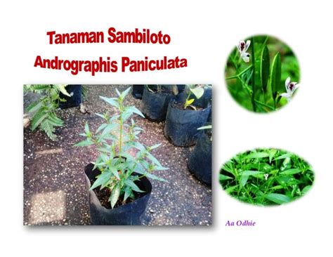Tanaman Sambiloto Andrographis Paniculata Herbal Lazada Indonesia
