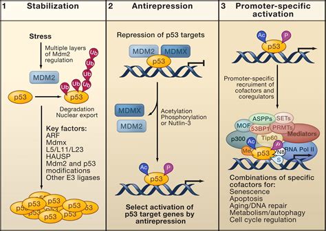 Modes Of P53 Regulation Cell