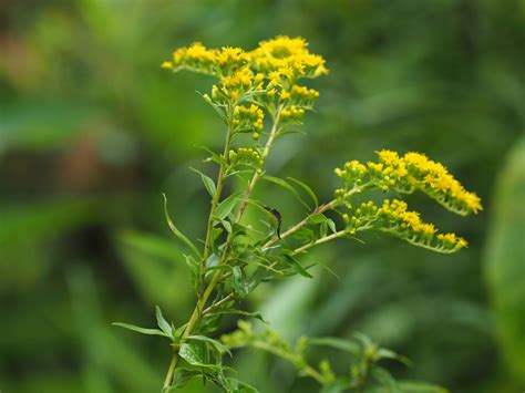 Solidago Juncea Prairie Restorations Inc