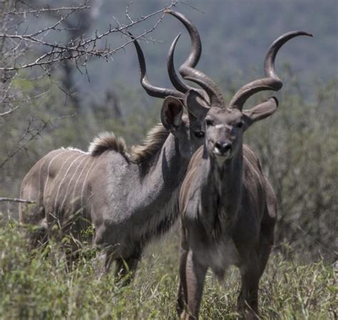Koedoes Two Antelope In Tall Grass