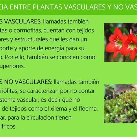 Caracteristicas De Plantas Vasculares My XXX Hot Girl