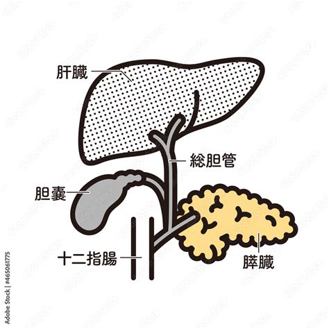 シンプル イラスト 肝臓 膵臓 胆嚢 十二指腸 Stock Vector Adobe Stock