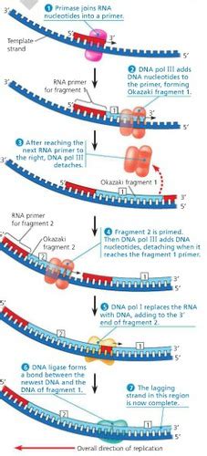 Chapter 16 The Molecular Basis Of Inheritance Flashcards Quizlet