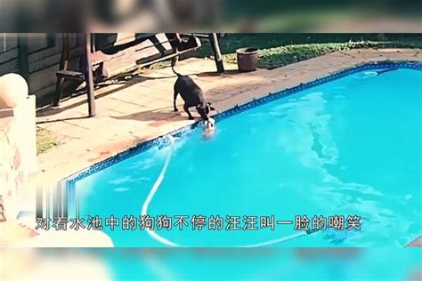 同伴不慎落水，狗狗主动上前解救，下一秒的操作太搞笑