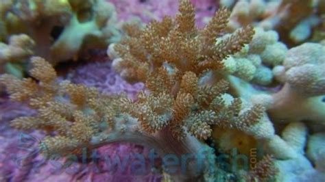 Finger Leather Hairy Green Soft Corals