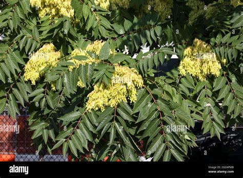 Leaves And Seed Pods Of A Gigantic Female Ailanthus Tree Ailanthus