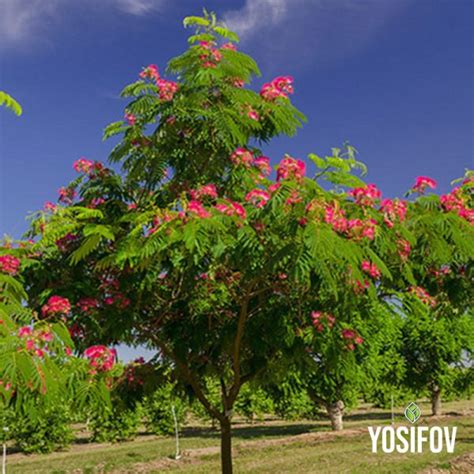 Декоративни дървета Онлайн Магазин Разсадник Йосифов