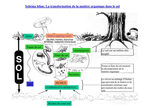 Schéma bilan La transformation de la matière organique dans le sol