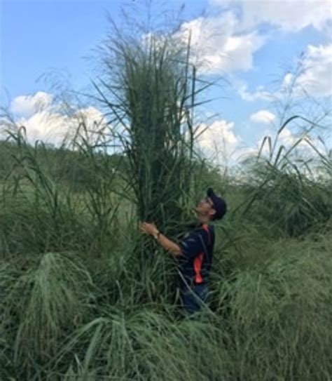 Switchgrass Seedling ‘independence Bundle — Food Forest Farm