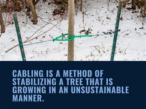 Why Tree Cabling Is Necessary Tips Twin Cities Tree Care Precision Landscape Tree MN