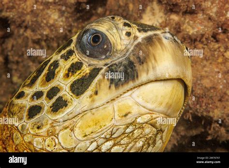 A Close Look At The Head Of A Green Sea Turtle Chelonia Mydas An