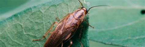 Can Cockroaches Live In Your Penis The Sun Hot Lifestyle News