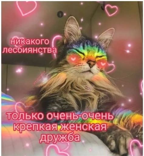 Котики с надписью 57 картинок