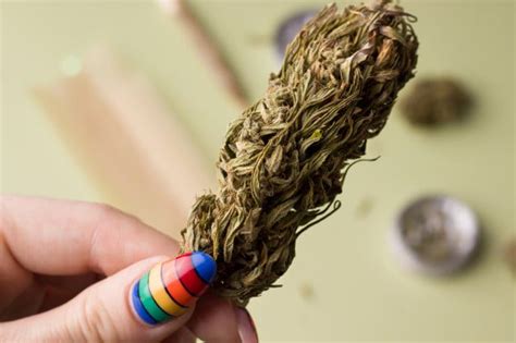 Mulher Tenta Subornar Policiais Ao Ser Flagrada Com 22 Kg De Maconha