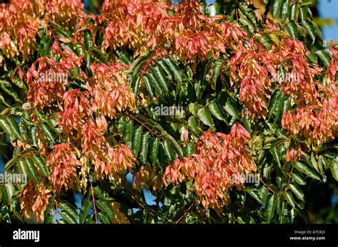 Tree Of Heaven Stock Photo Alamy