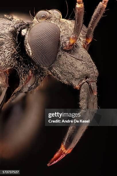 Kissing Bug Photos And Premium High Res Pictures Getty Images